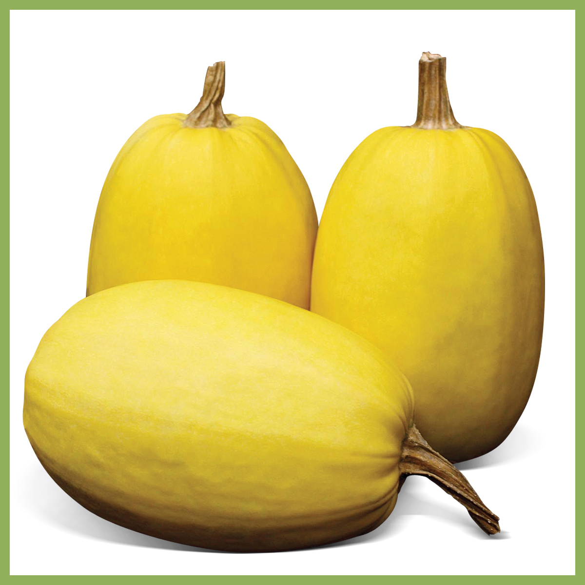 Semillas Sakata para Cultivo de Variedades Calabaza Espagueti