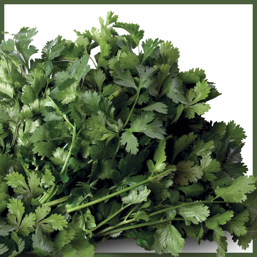 Semillas Sakata para Cultivo de Variedades de Cilantro