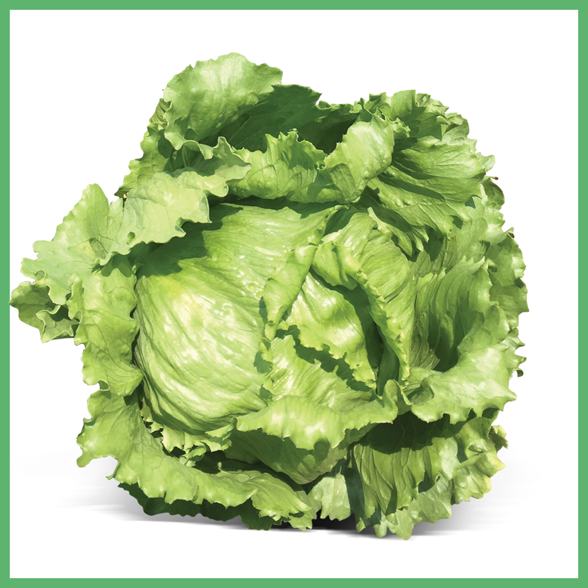 Semillas Sakata para Cultivo de Variedades de Lechuga