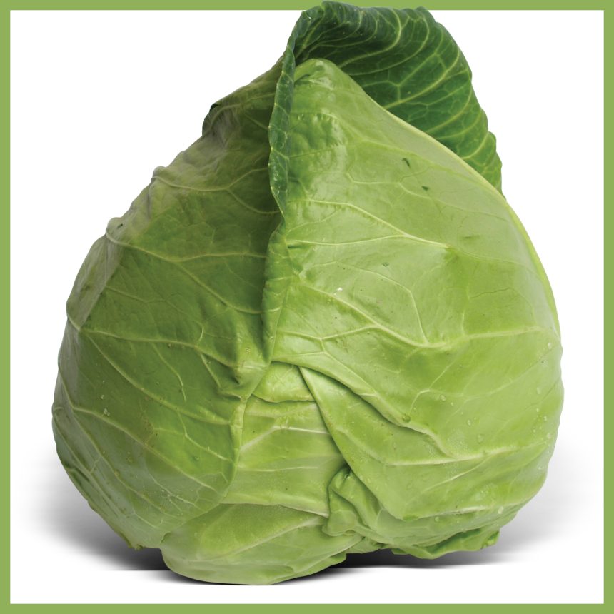 Semillas Sakata para Cultivo de Variedades de Repollo