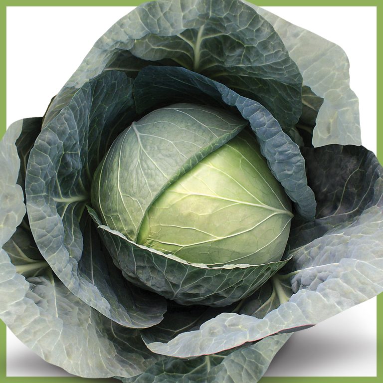 Semillas Sakata para Cultivo de Variedades de Repollo